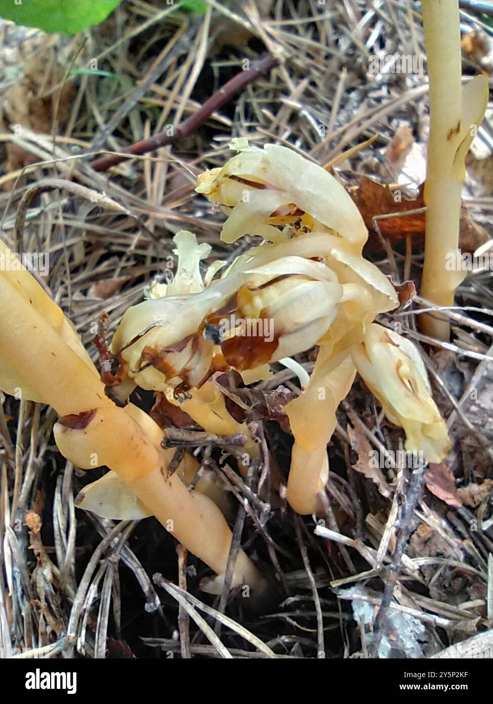 pinesap (Monotropa hypopitys) Plantae Stock Photo - Alamy