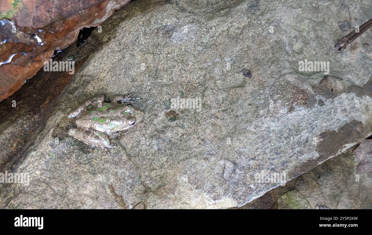 Northern Cricket Frog (Acris crepitans) Amphibia Stock Photo - Alamy