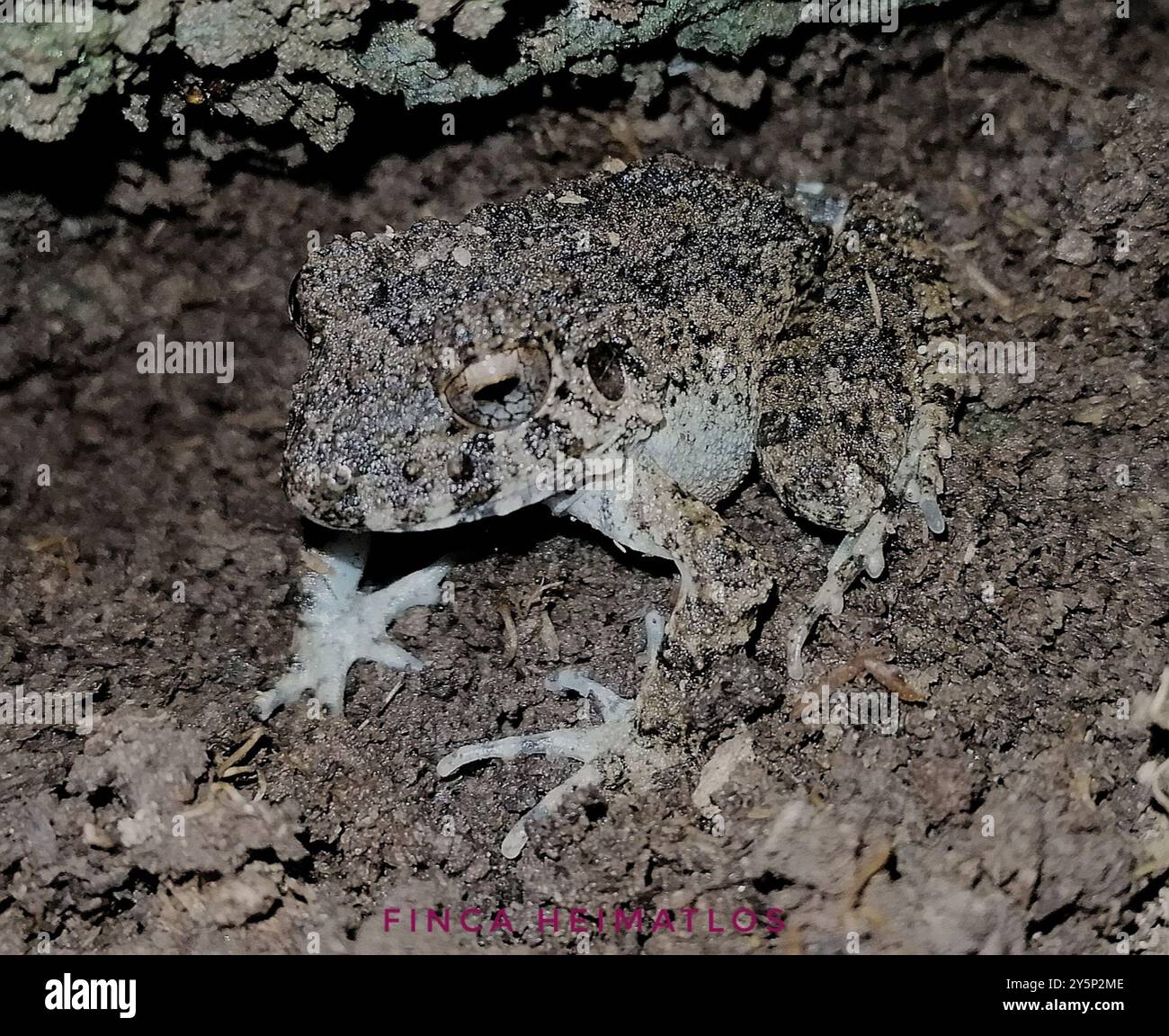 Common Big-headed Frog (Oreobates quixensis) Amphibia Stock Photo - Alamy
