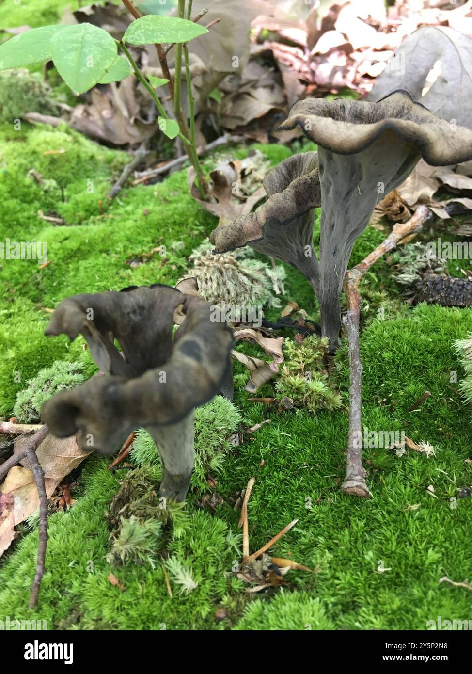 Eastern Black Trumpet (Craterellus fallax) Fungi Stock Photo - Alamy
