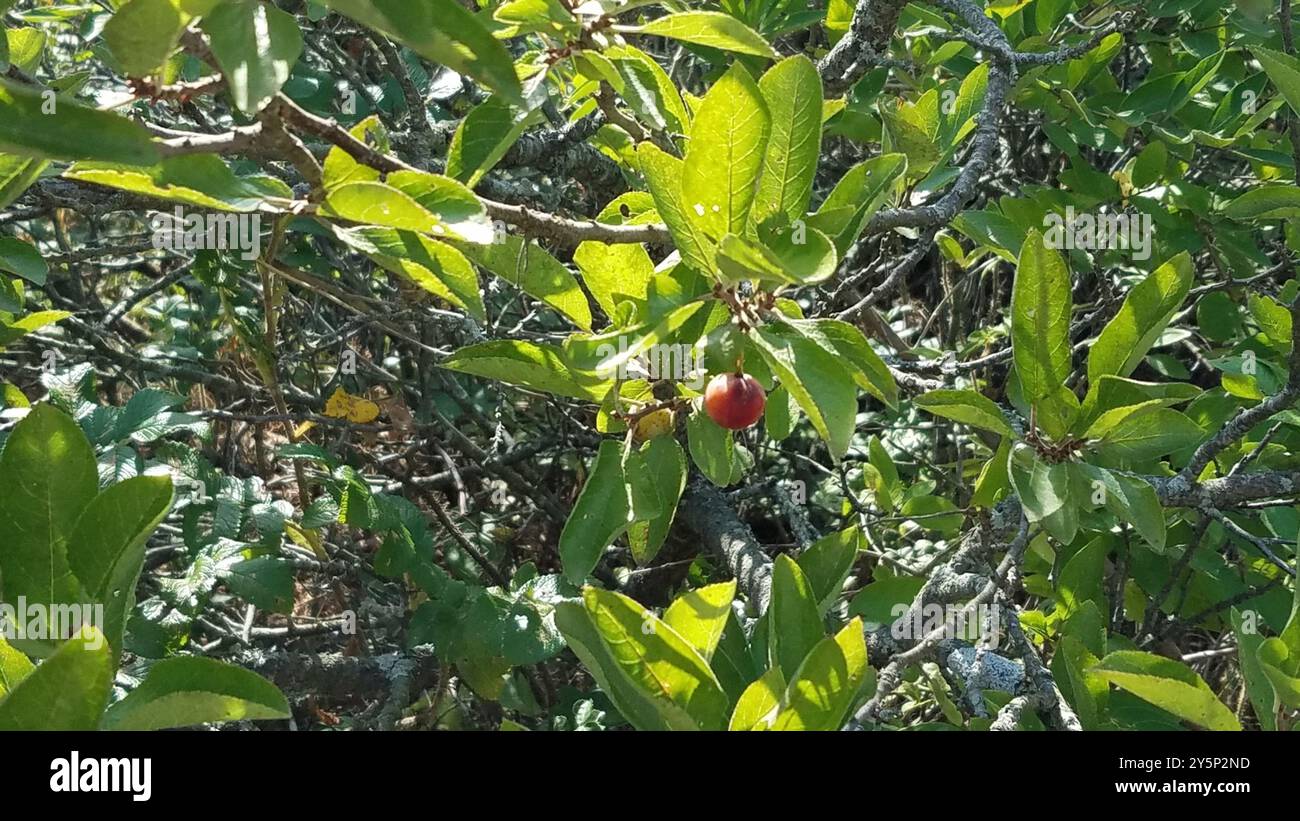 Beach Plum (Prunus maritima) Plantae Stock Photo - Alamy