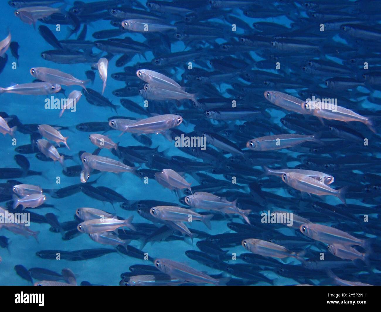 Red Sea hardyhead silverside (Atherinomorus forskalii) Actinopterygii ...