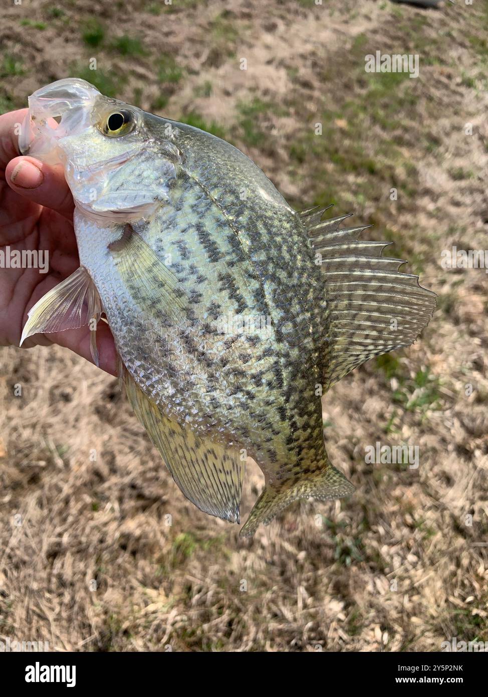 Black Crappie (Pomoxis nigromaculatus) Actinopterygii Stock Photo - Alamy