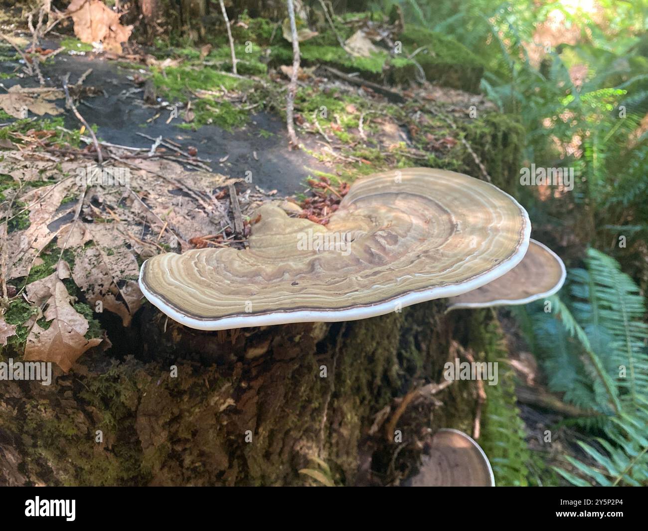 artist's bracket (Ganoderma applanatum) Fungi Stock Photo - Alamy