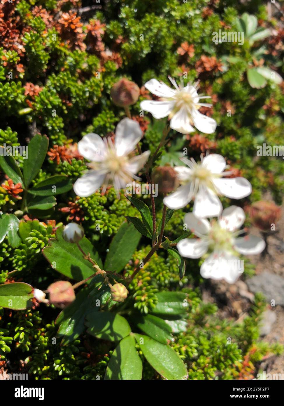 three-toothed cinquefoil (Sibbaldiopsis tridentata) Plantae Stock Photo ...