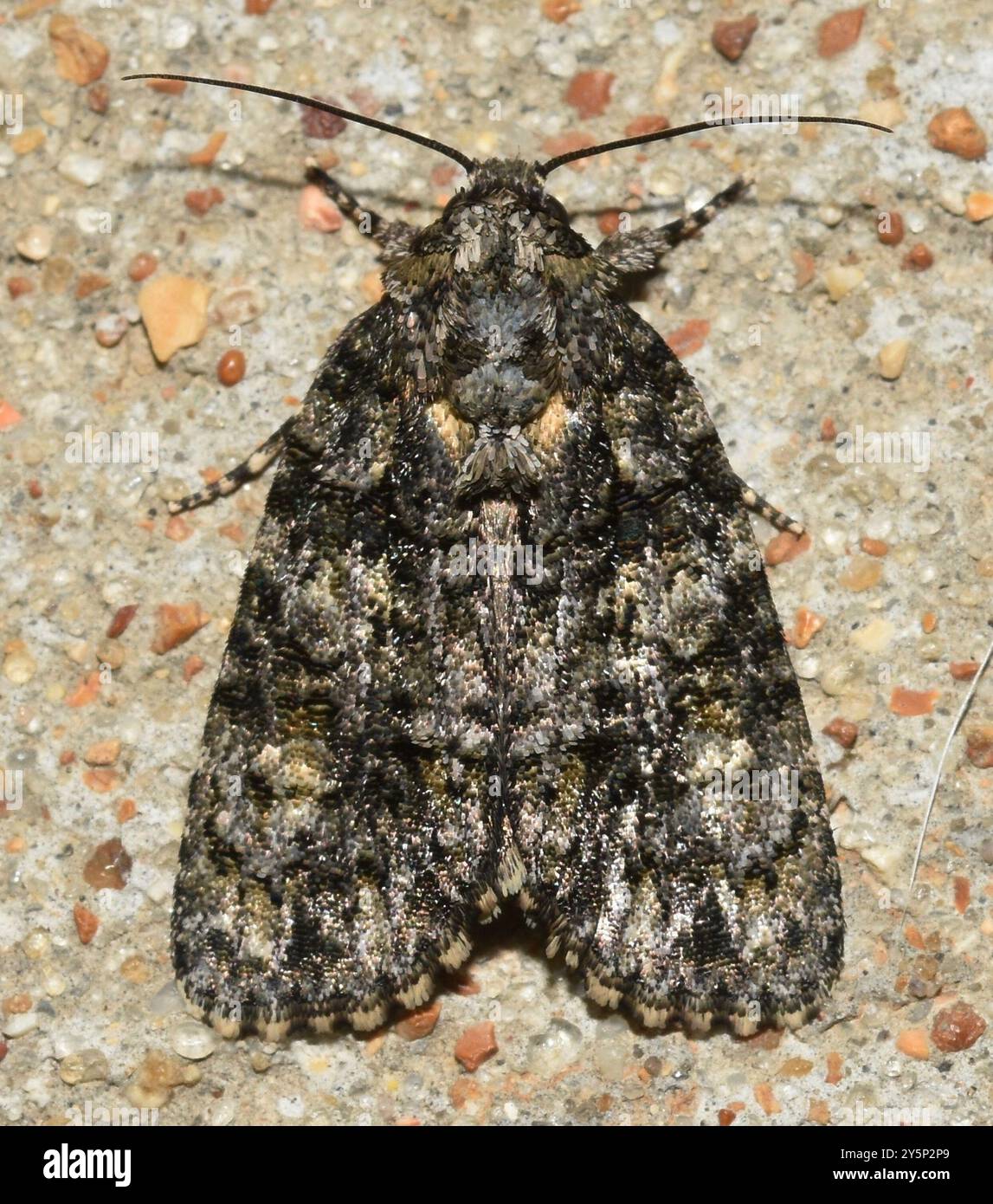 Eclipsed Oak Dagger (Acronicta increta) Insecta Stock Photo - Alamy