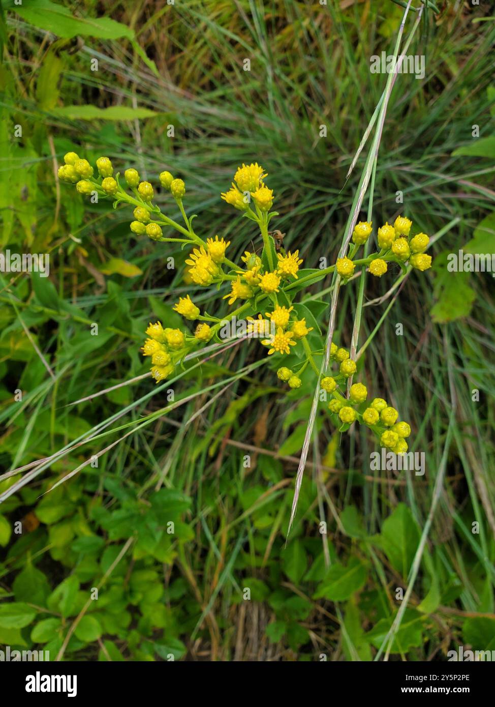 stiff-leaved goldenrod (Solidago rigida) Plantae Stock Photo - Alamy