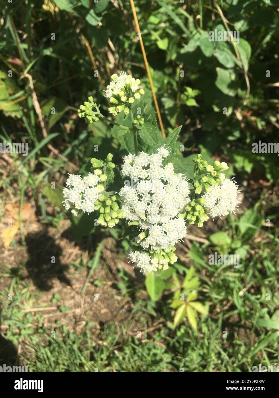 white snakeroot (Ageratina altissima) Plantae Stock Photo - Alamy