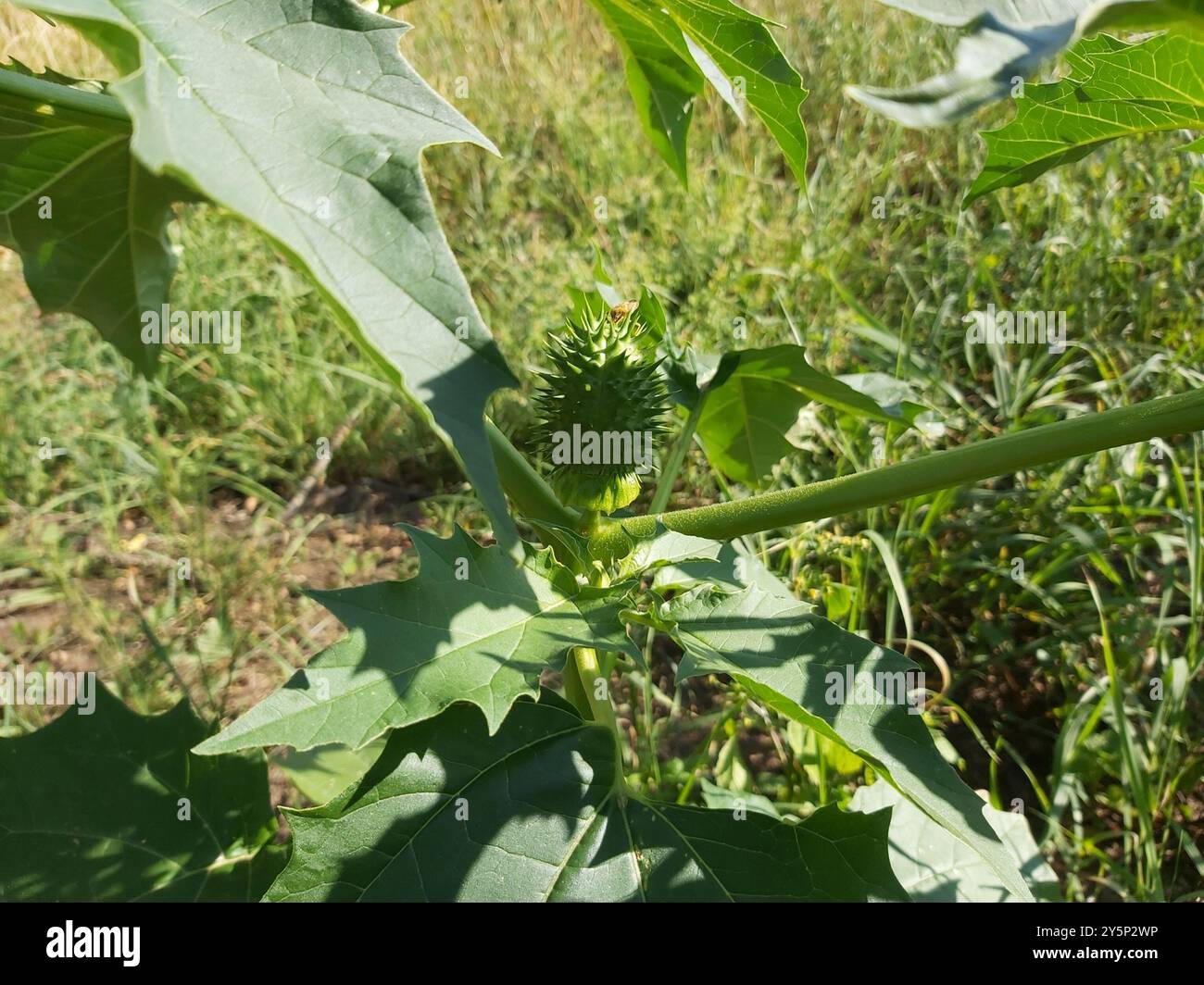 jimsonweed (Datura stramonium) Plantae Stock Photo - Alamy