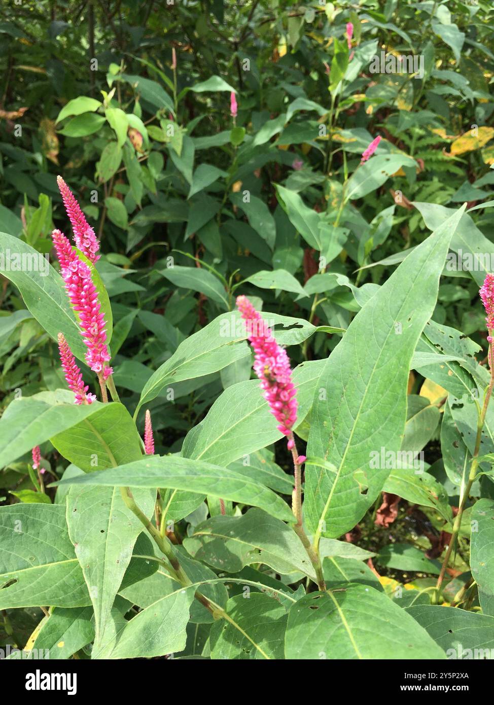longroot smartweed (Persicaria amphibia emersa) Plantae Stock Photo - Alamy