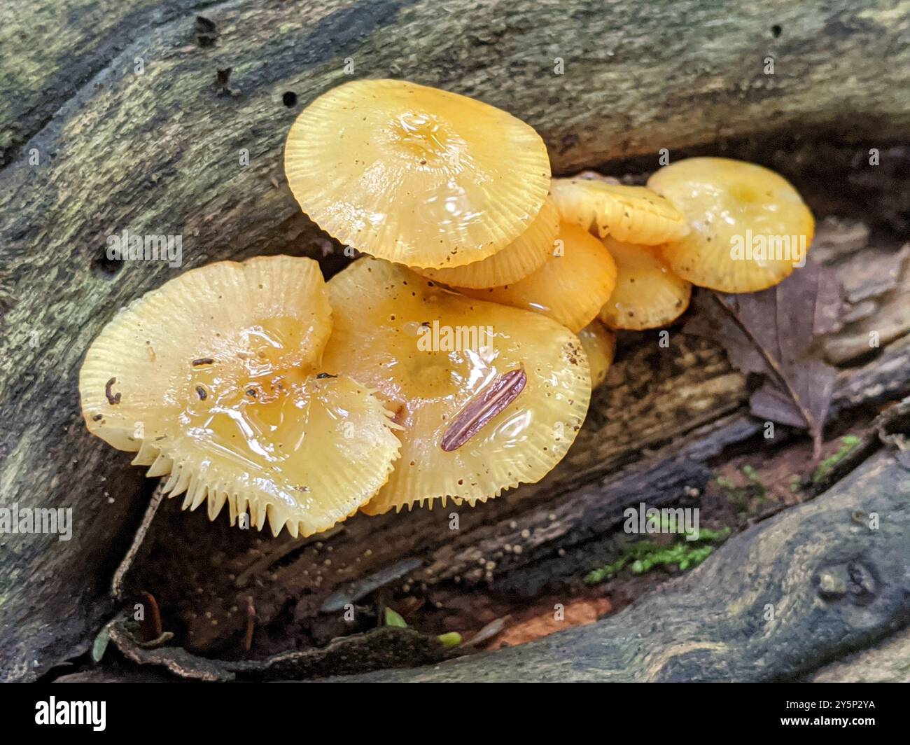 orange mycena (Mycena leaiana) Fungi Stock Photo - Alamy