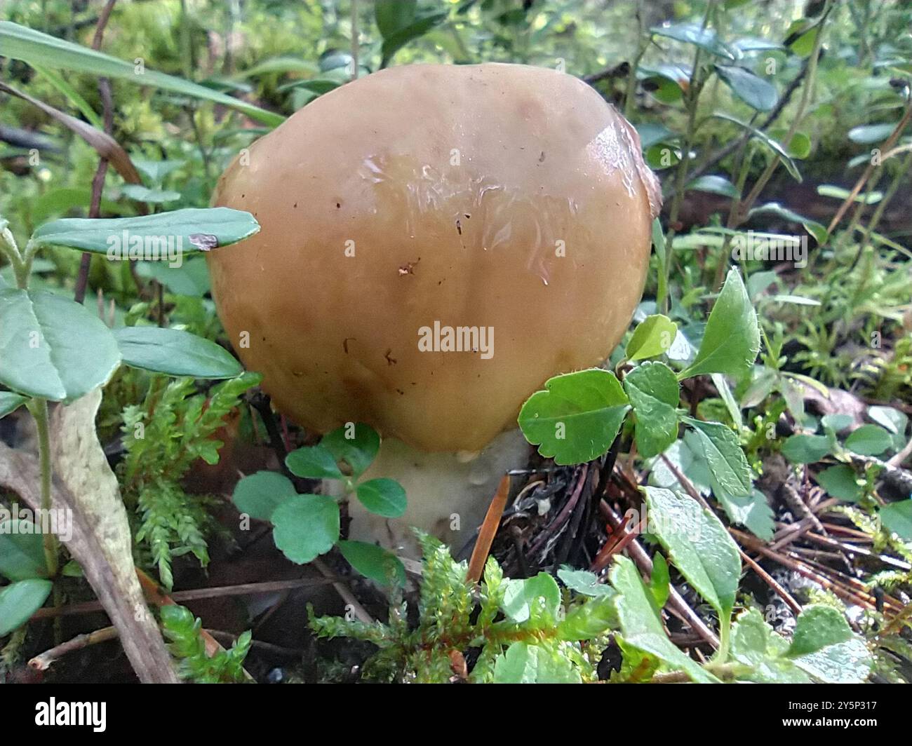Stinking Brittlegill (Russula foetens) Fungi Stock Photo - Alamy