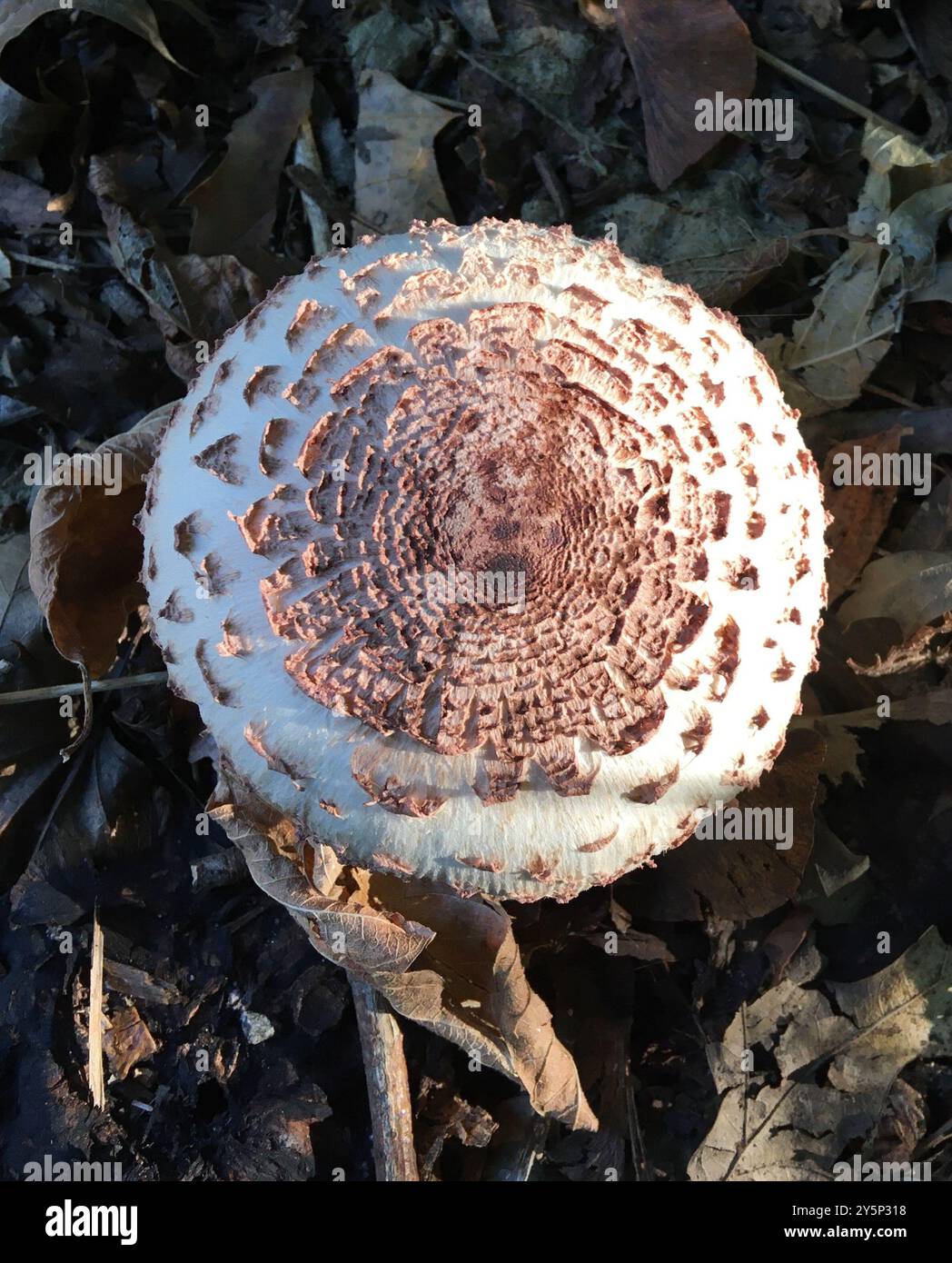 reddening lepiota (Leucoagaricus americanus) Fungi Stock Photo - Alamy