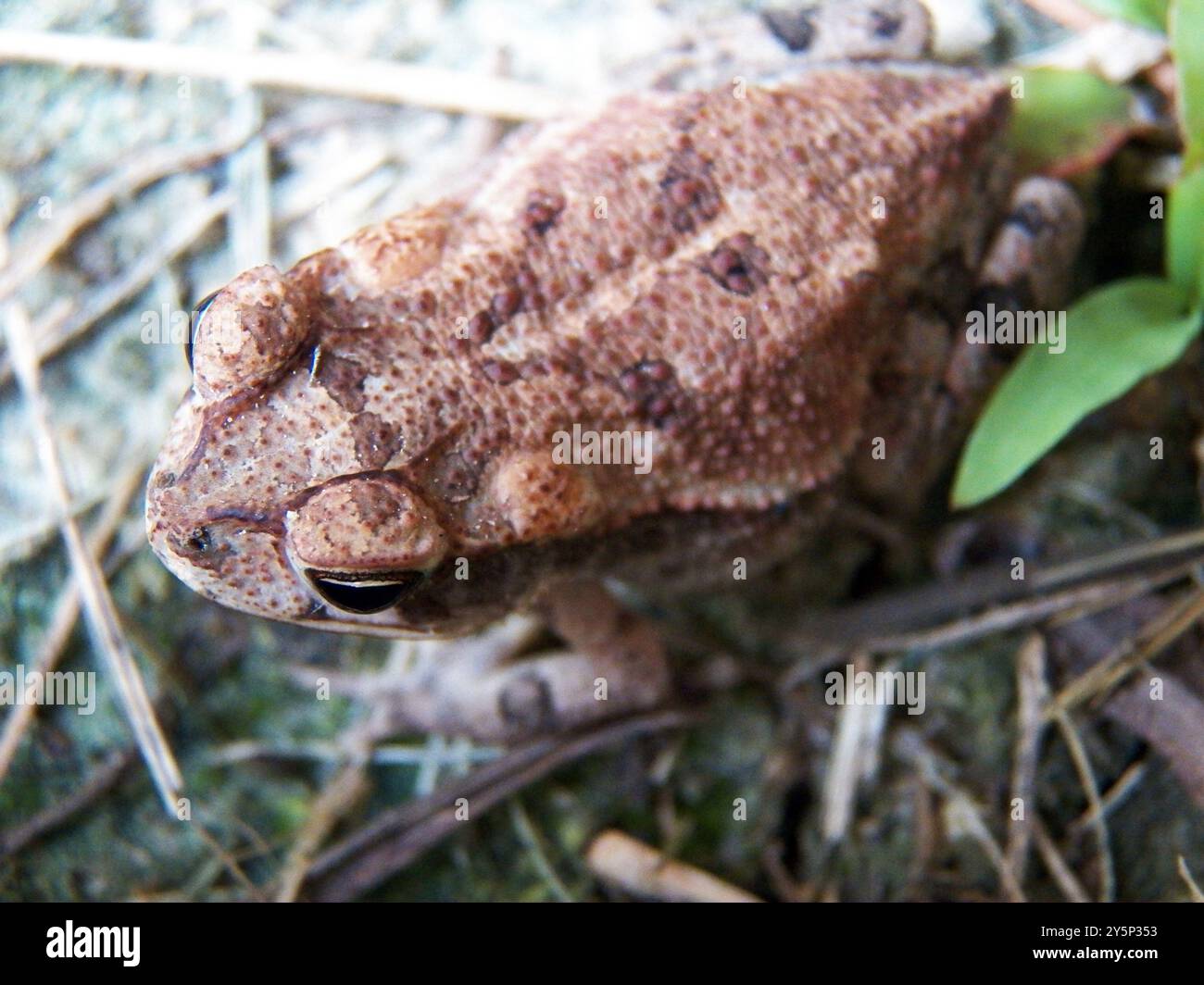 Gulf Coast Toad (Incilius nebulifer) Amphibia Stock Photo - Alamy