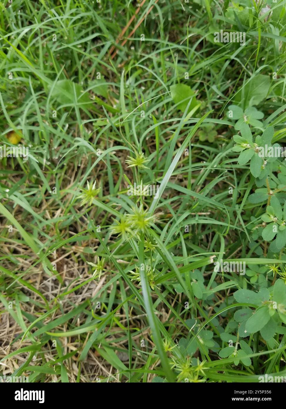 Baldwin's Flatsedge (Cyperus croceus) Plantae Stock Photo - Alamy