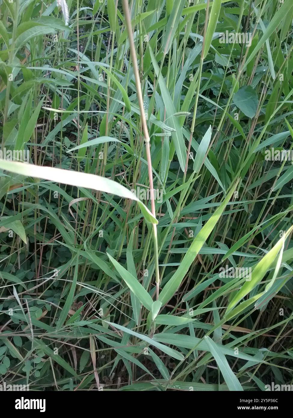 Hairy Cupgrass (Eriochloa villosa) Plantae Stock Photo - Alamy