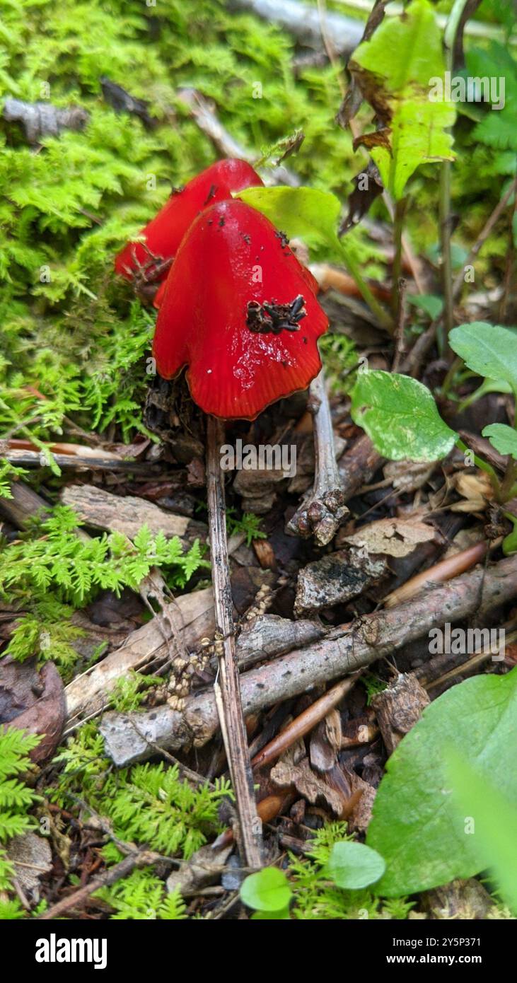 Witch's Hat (Hygrocybe conica) Fungi Stock Photo - Alamy