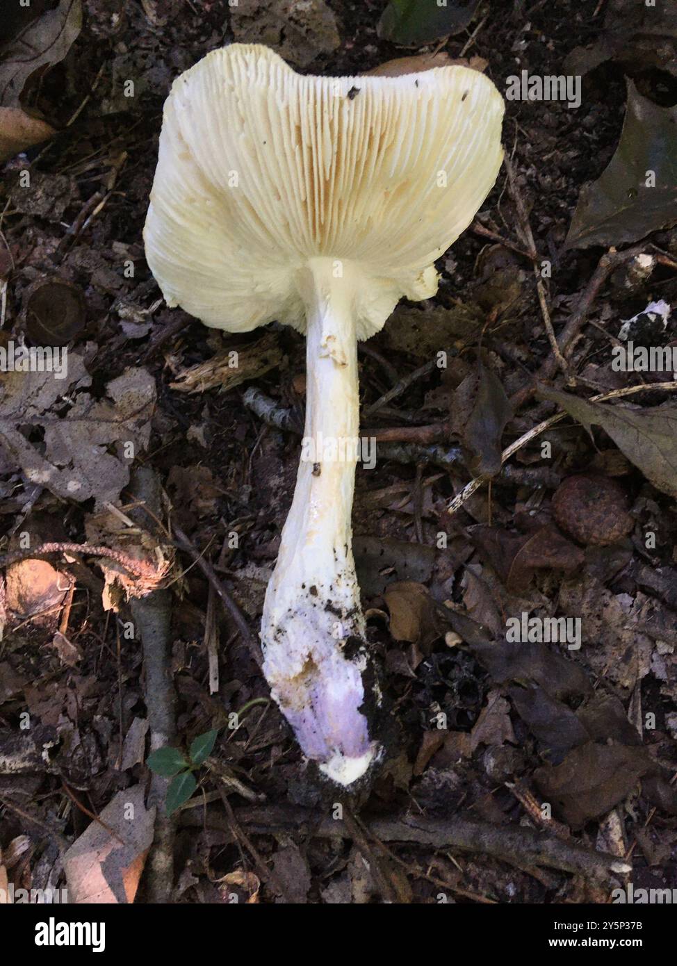 Golden Threads Lepidella (Amanita canescens) Fungi Stock Photo - Alamy