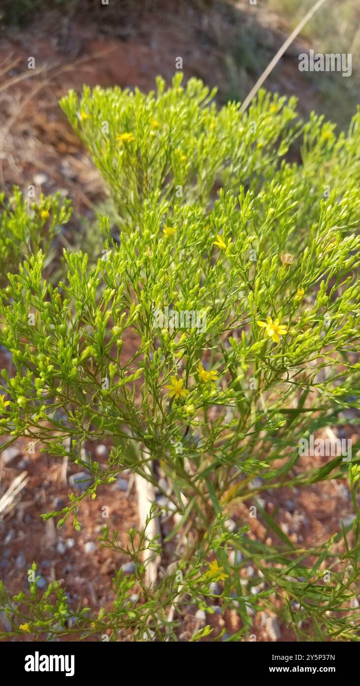 prairie broomweed (Amphiachyris dracunculoides) Plantae Stock Photo - Alamy