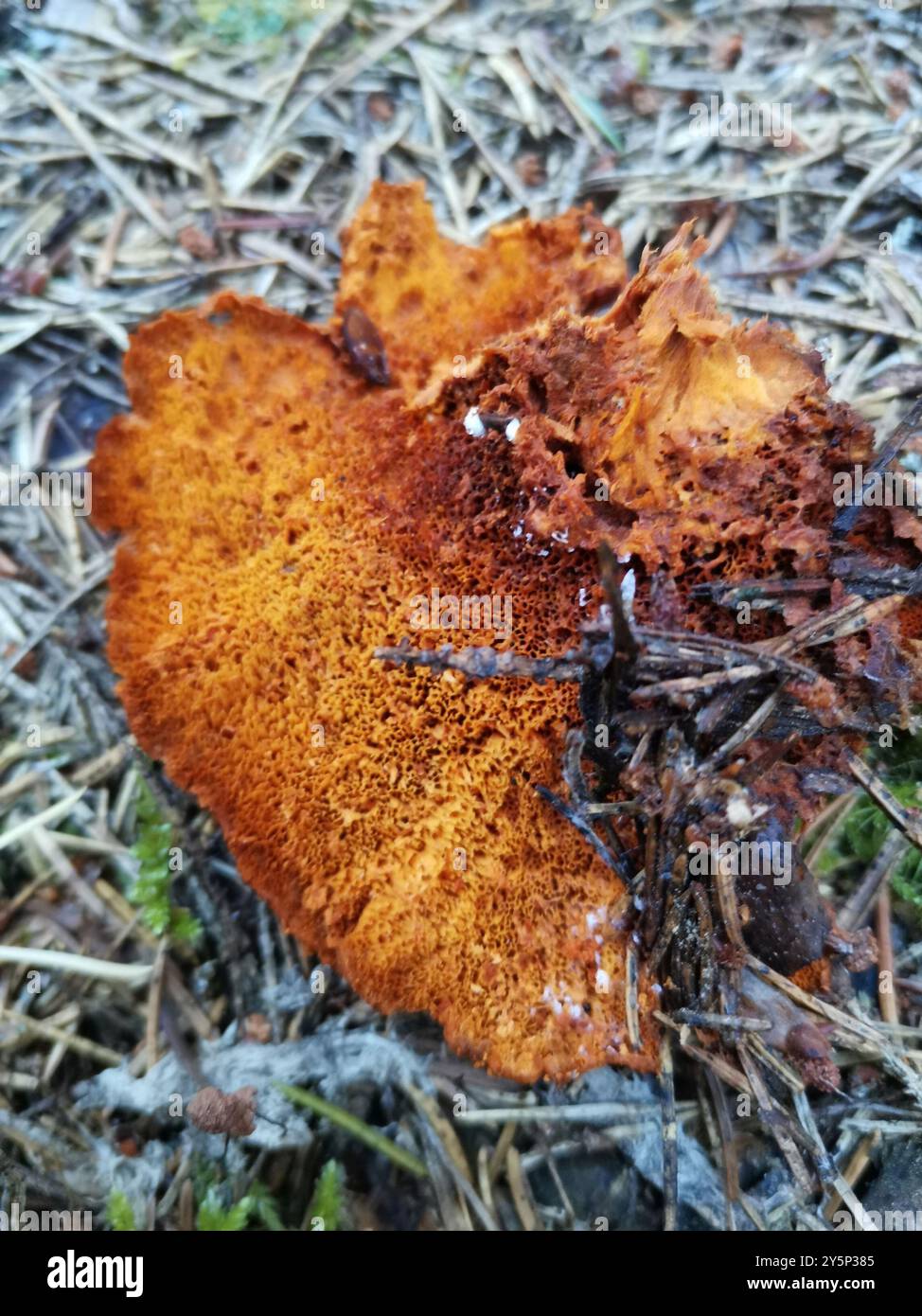 (Pycnoporellus fulgens) Fungi Stock Photo - Alamy