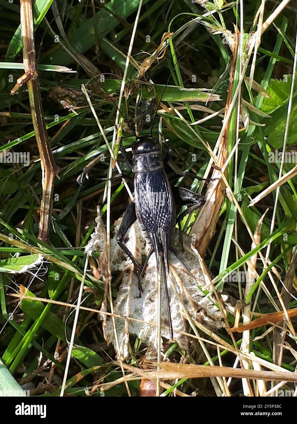 Fall Field Cricket (Gryllus pennsylvanicus) Insecta Stock Photo - Alamy