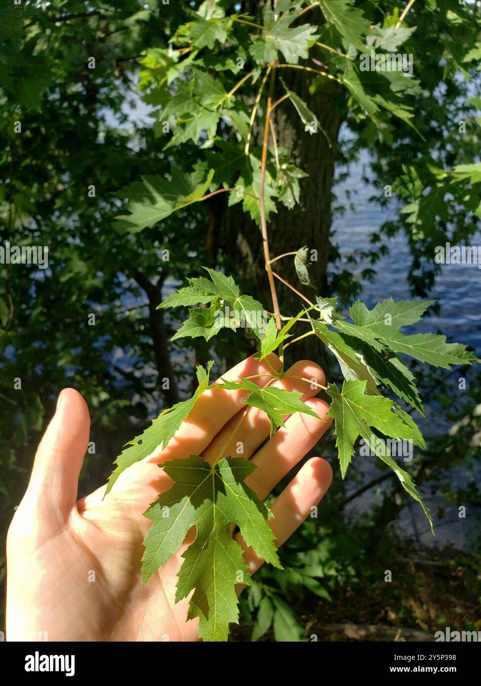 silver maple (Acer saccharinum) Plantae Stock Photo - Alamy