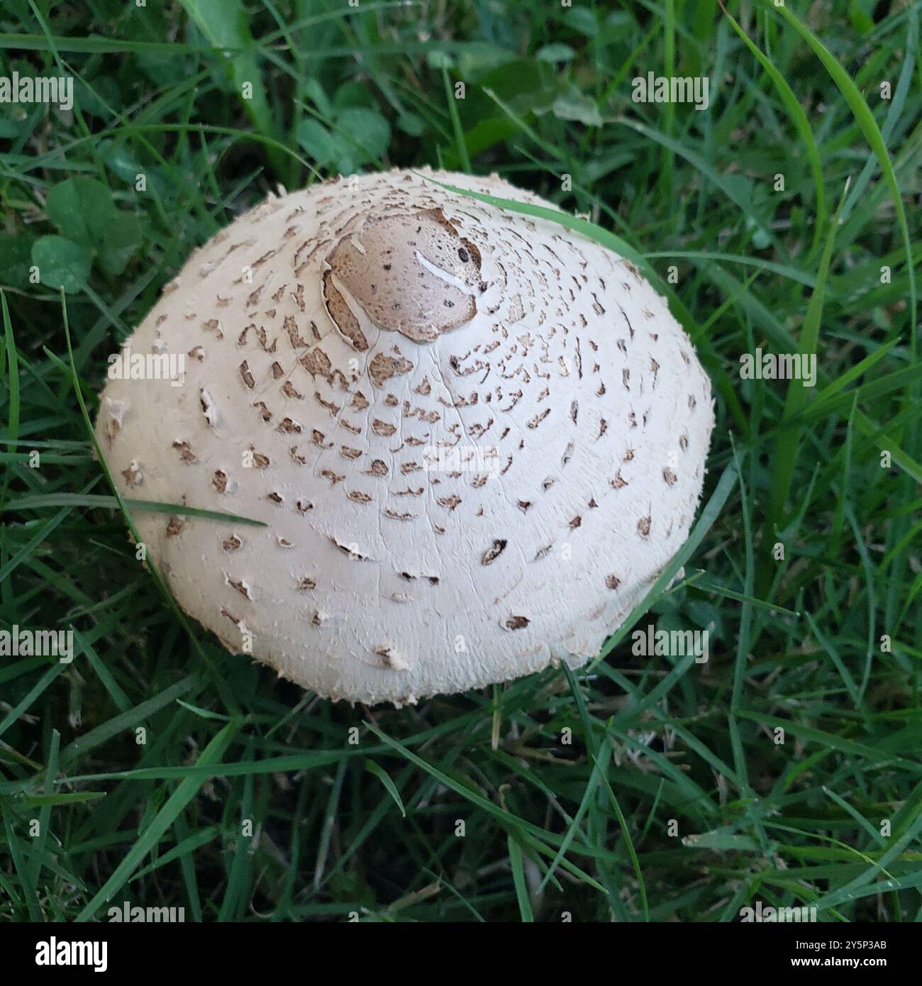 green-spored parasol (Chlorophyllum molybdites) Fungi Stock Photo - Alamy