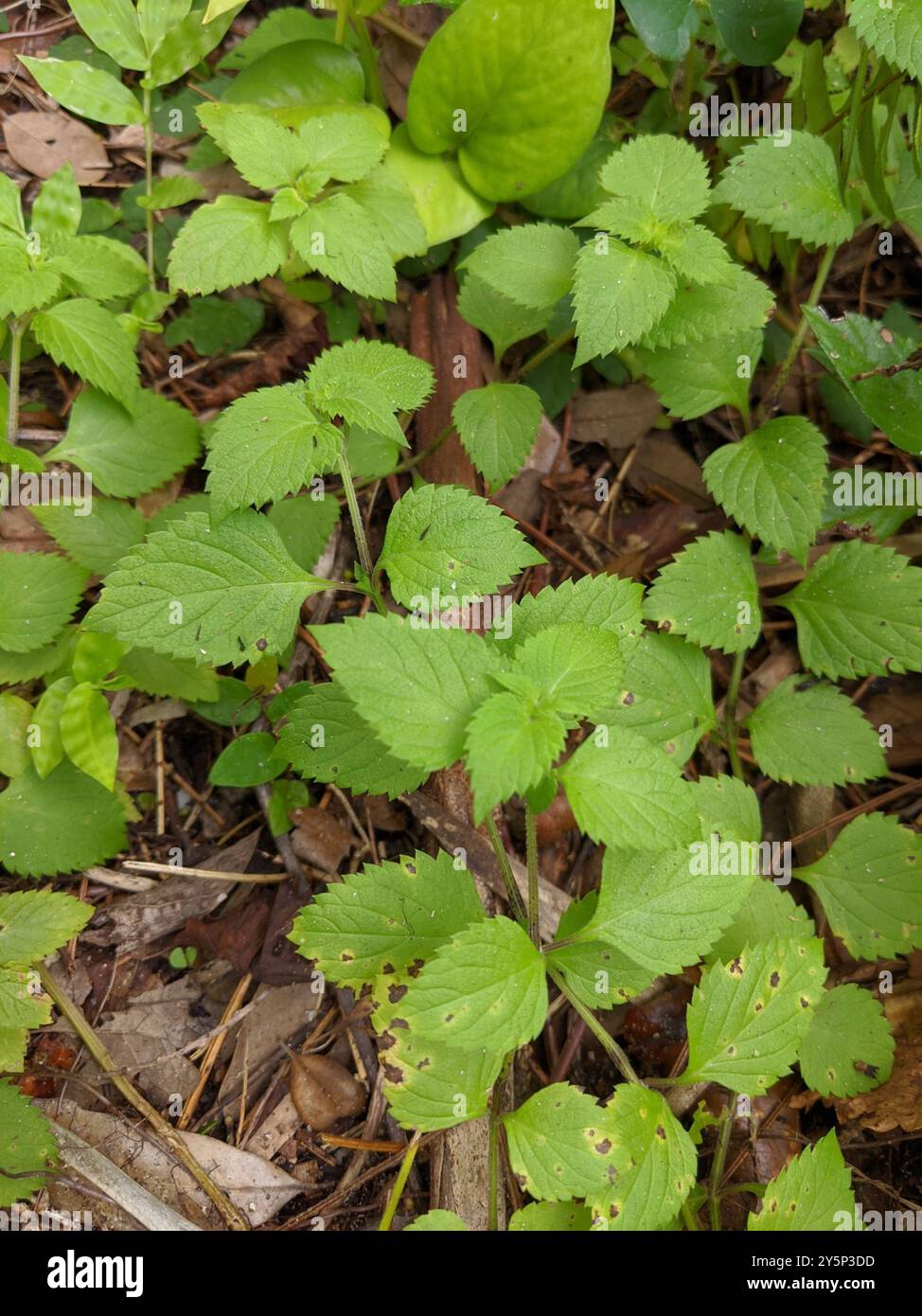 River sage (Salvia misella) Plantae Stock Photo - Alamy