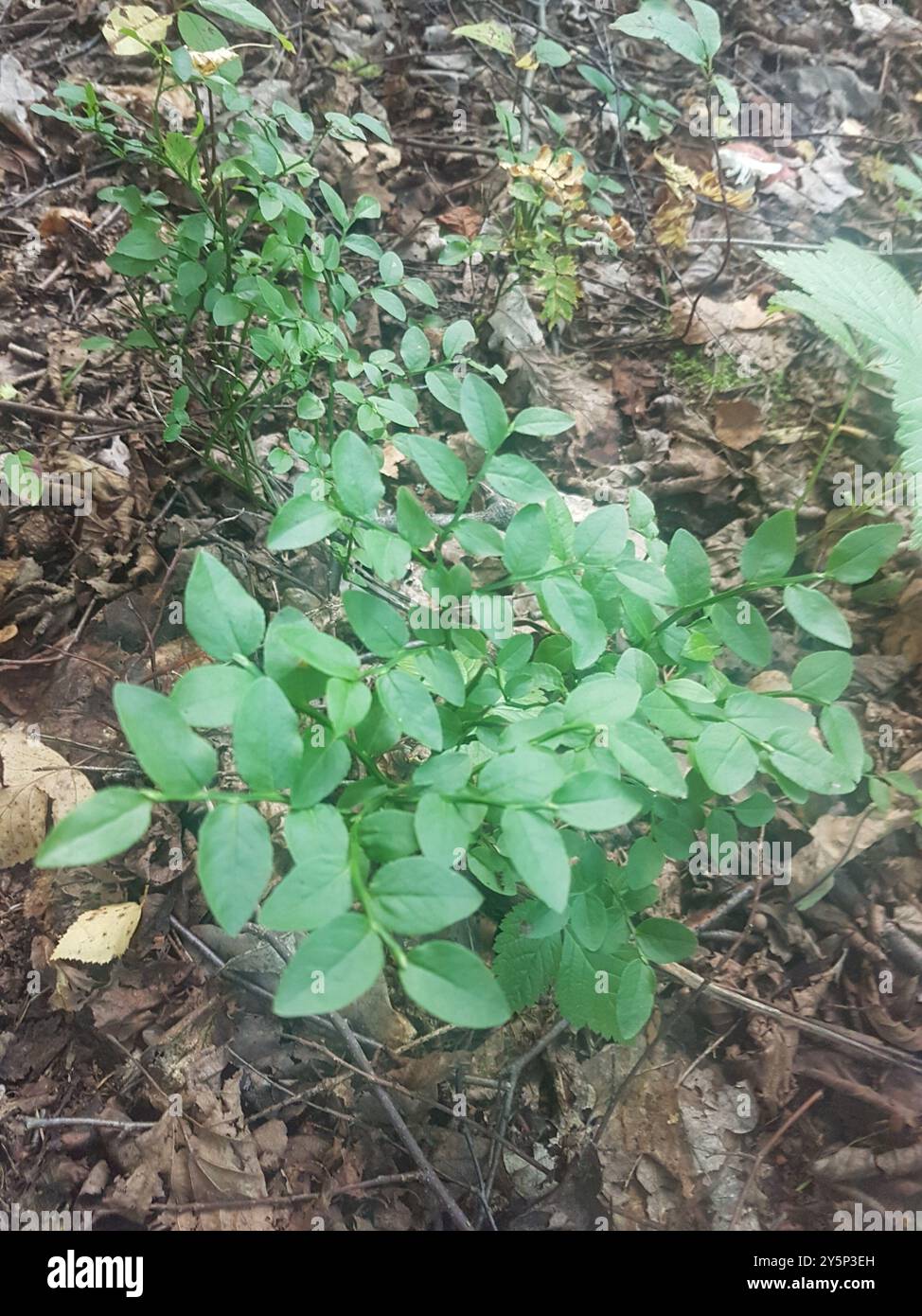 common bilberry (Vaccinium myrtillus) Plantae Stock Photo - Alamy