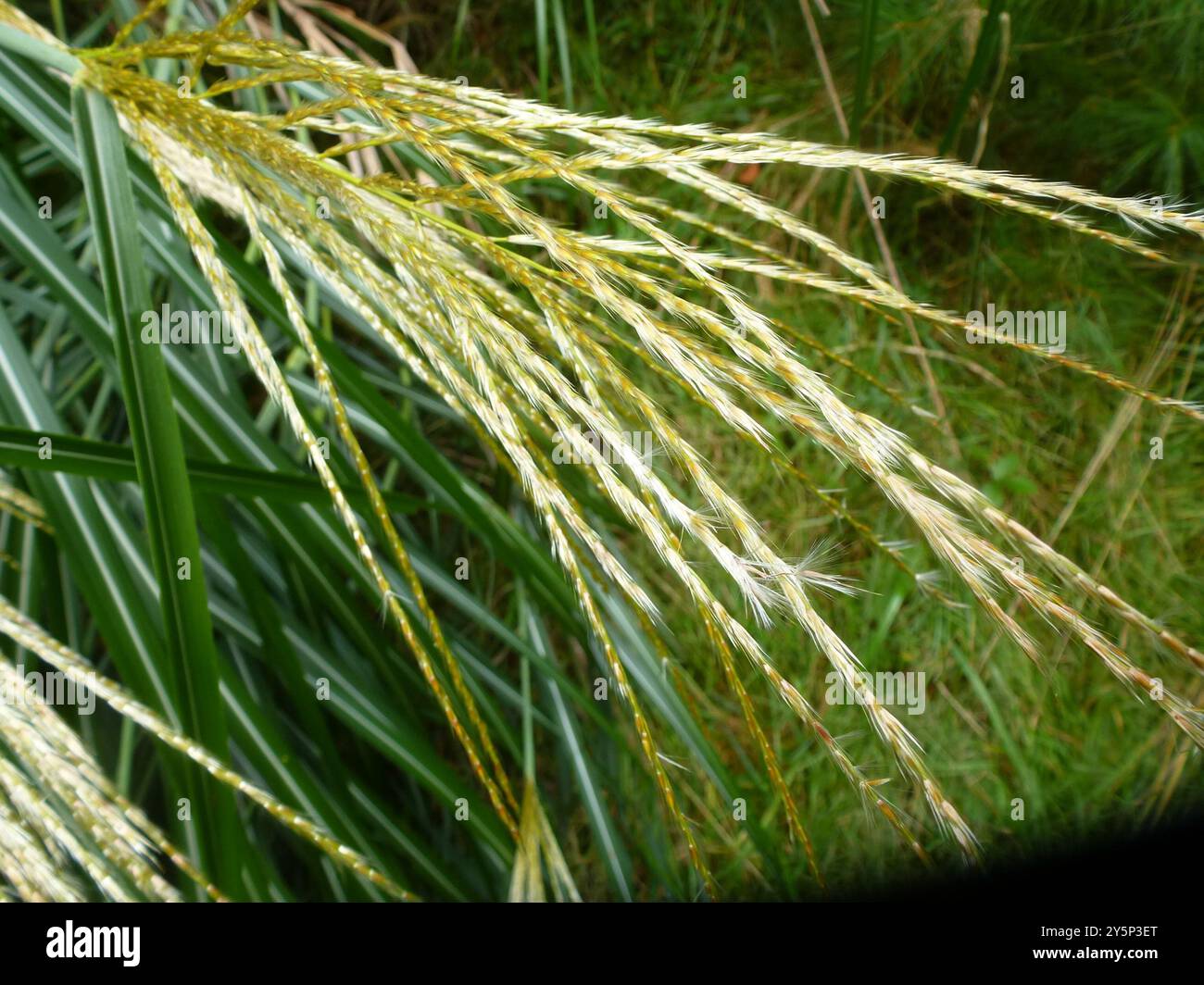 Chinese silver grass (Miscanthus sinensis) Plantae Stock Photo - Alamy
