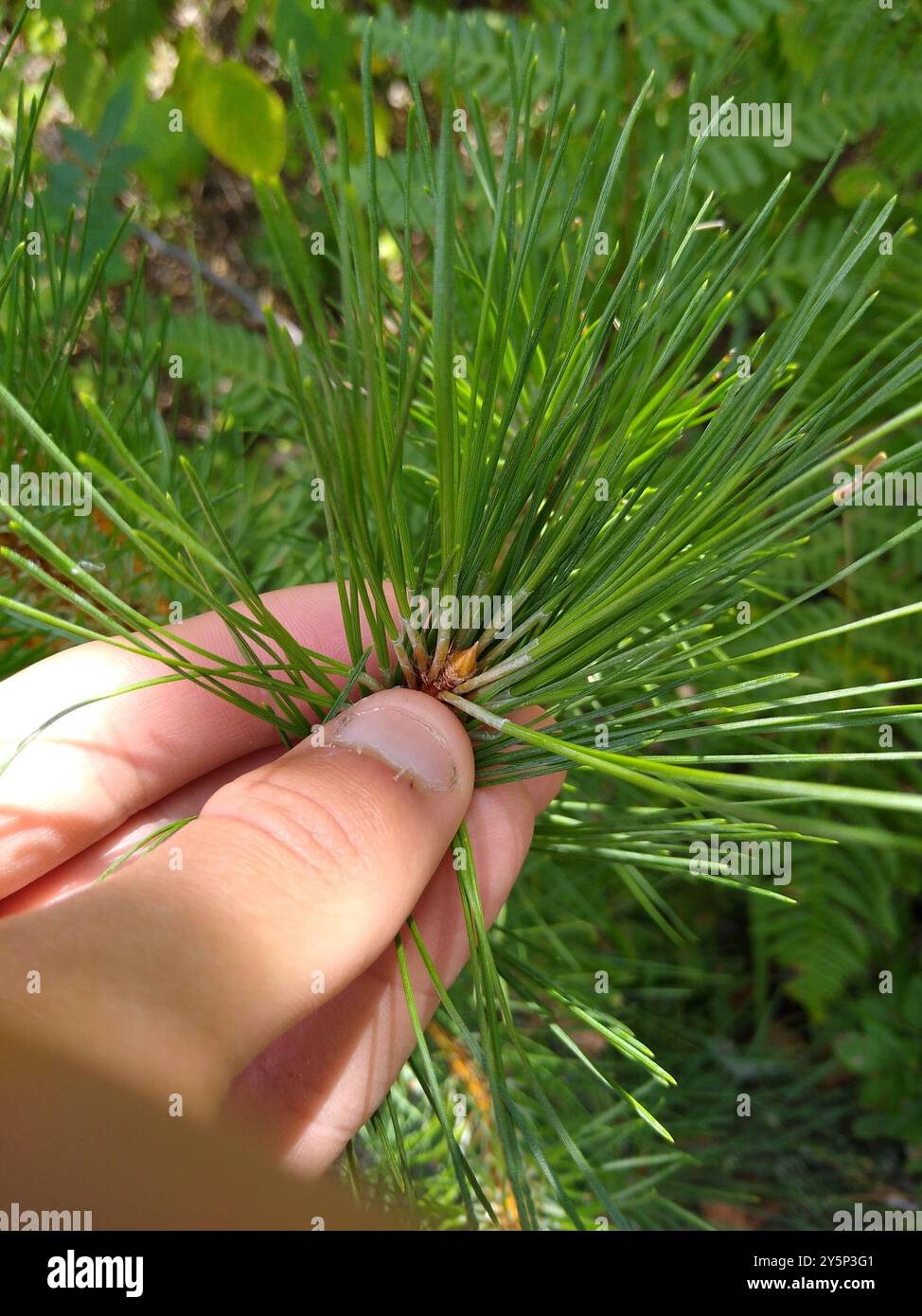 red pine (Pinus resinosa) Plantae Stock Photo - Alamy