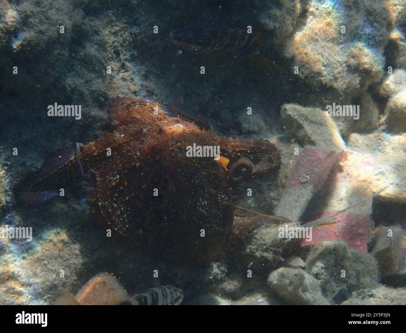 Common Octopus (Octopus vulgaris) Mollusca Stock Photo - Alamy