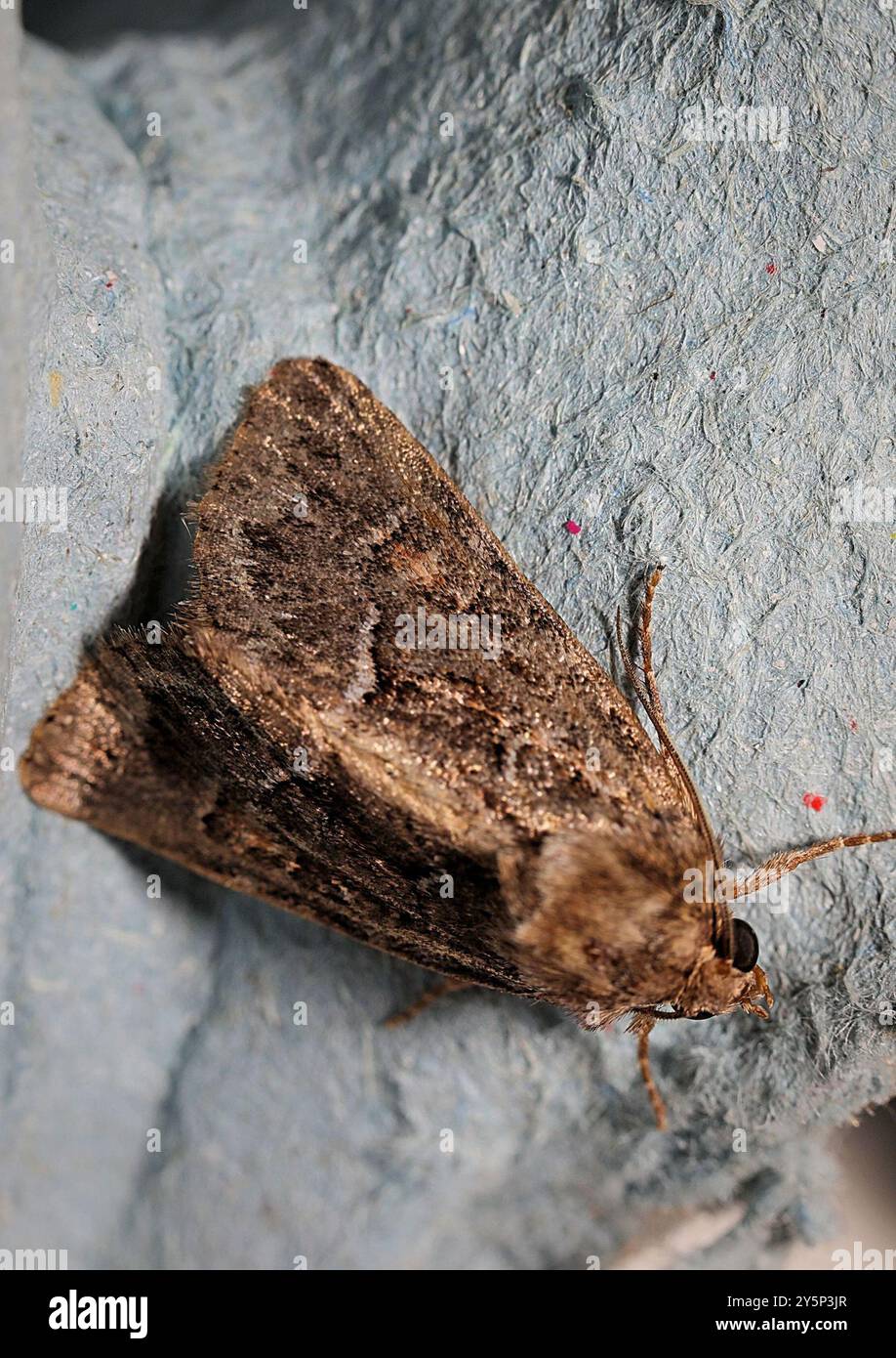 Straw Underwing (Thalpophila matura) Insecta Stock Photo - Alamy