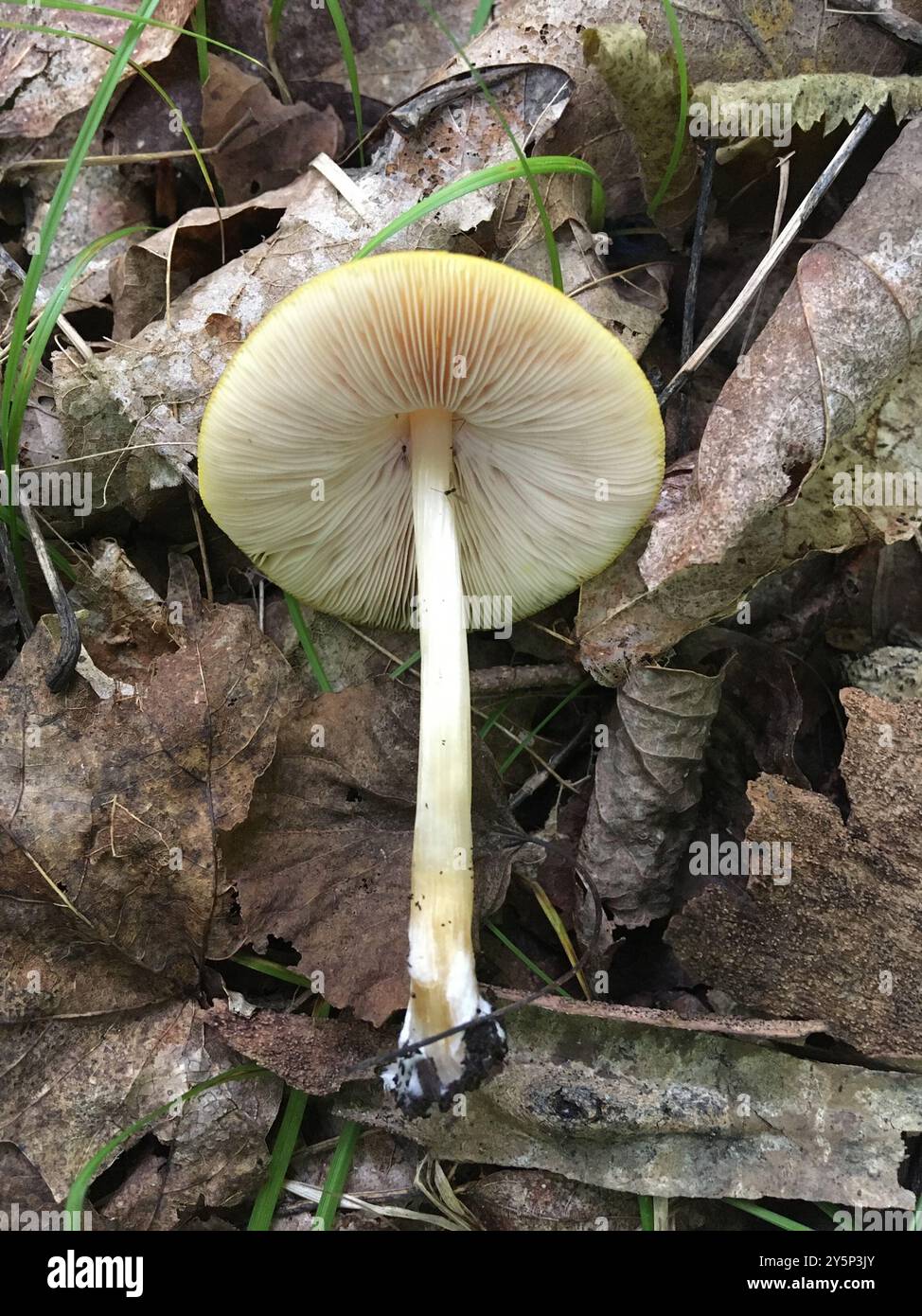 lion shield (Pluteus leoninus) Fungi Stock Photo - Alamy