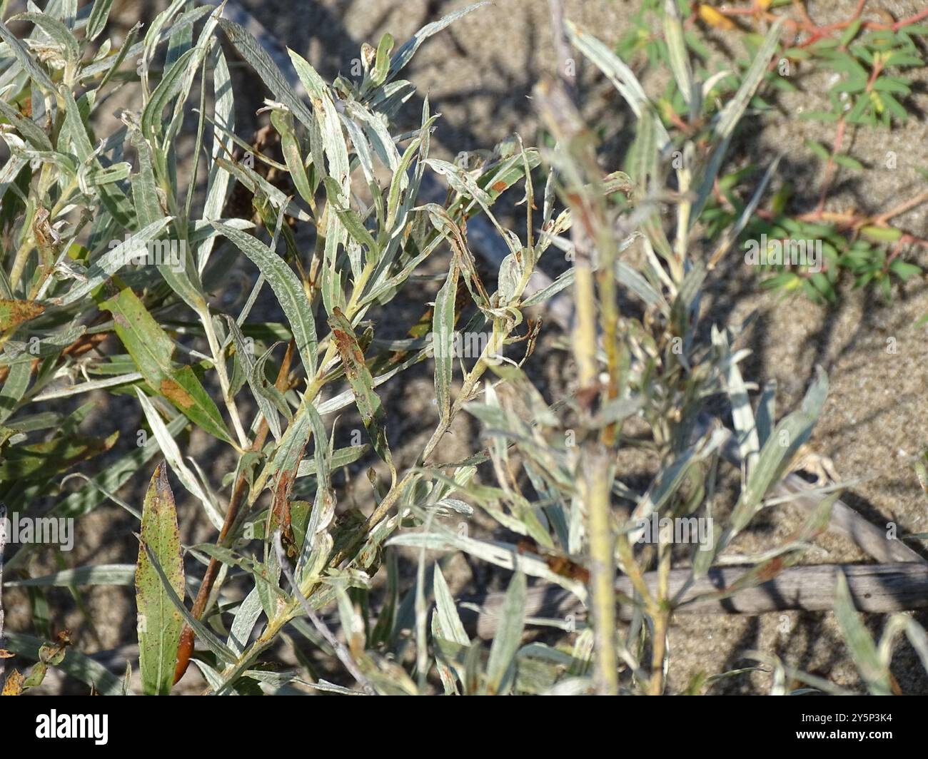 interior sandbar willow (Salix interior) Plantae Stock Photo - Alamy