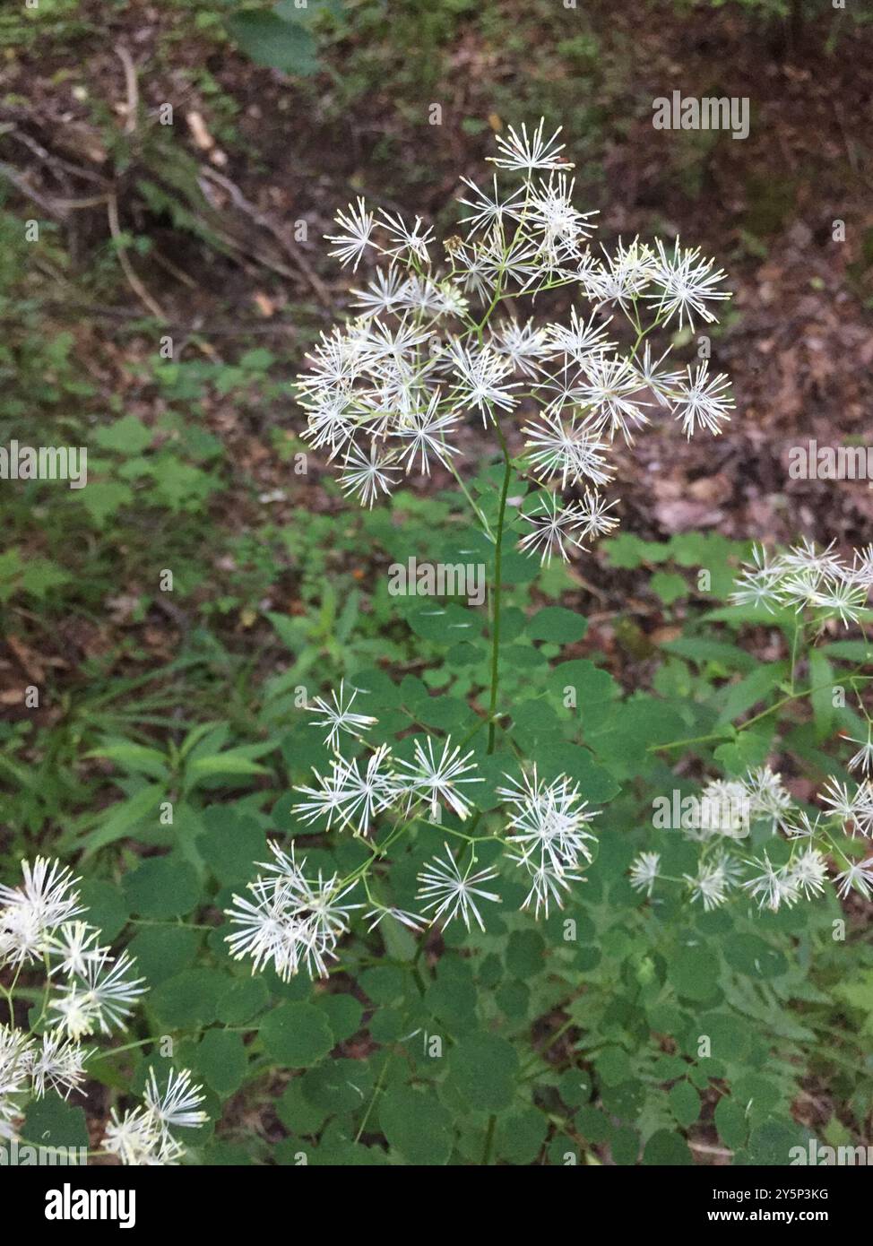tall meadow-rue (Thalictrum pubescens) Plantae Stock Photo - Alamy