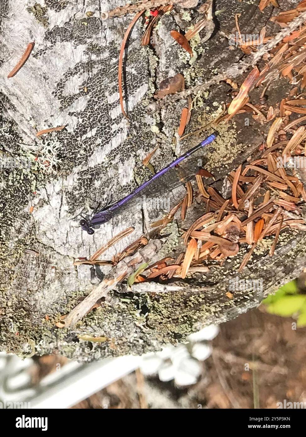 Variable Dancer (Argia fumipennis) Insecta Stock Photo - Alamy