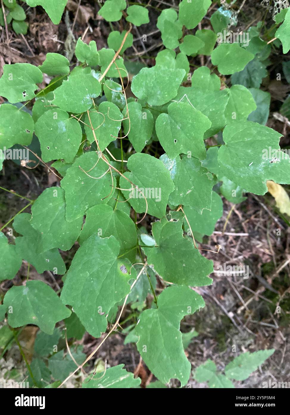 White Inside-out Flower (Vancouveria hexandra) Plantae Stock Photo - Alamy