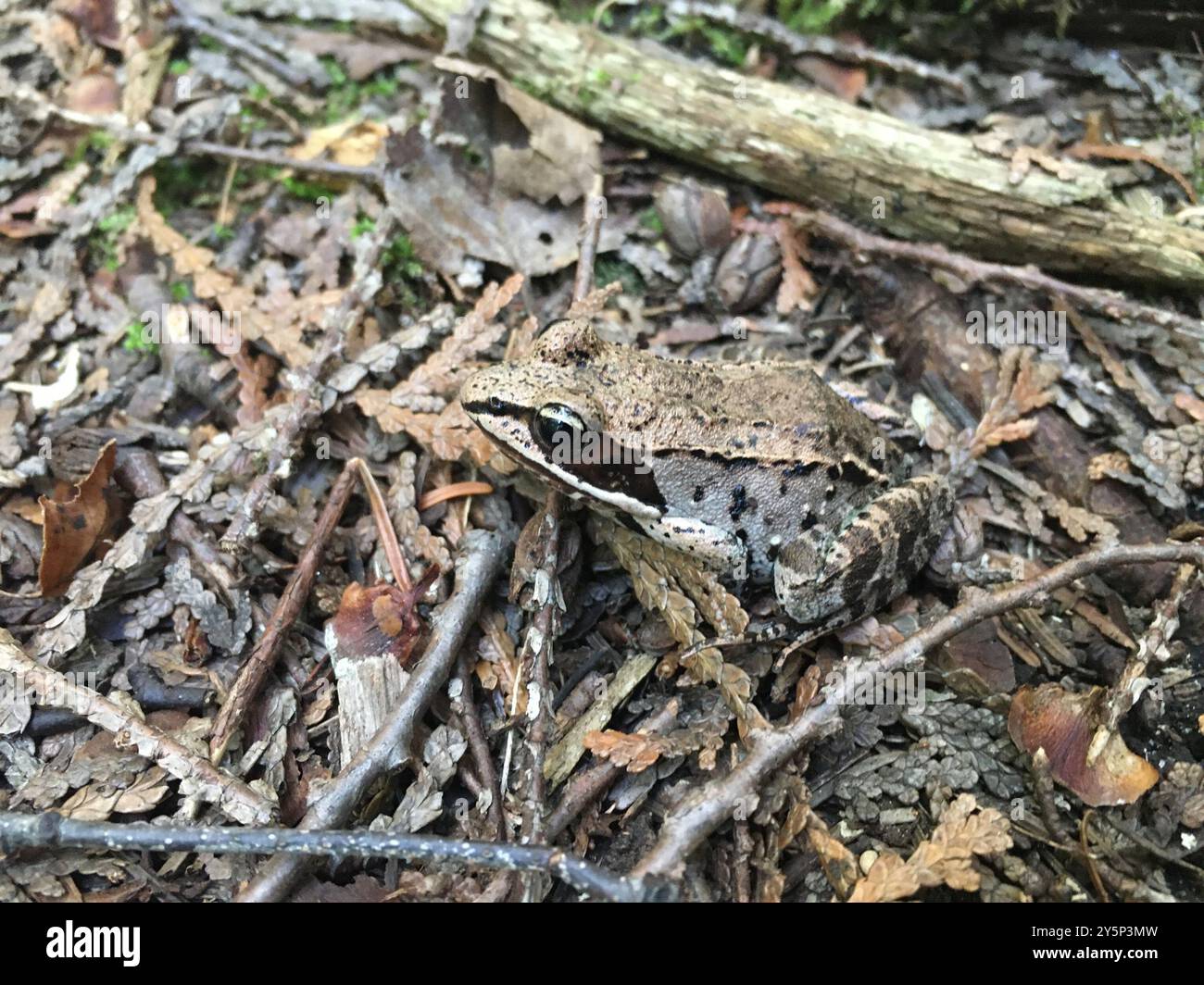 Wood Frog (Lithobates sylvaticus) Amphibia Stock Photo - Alamy