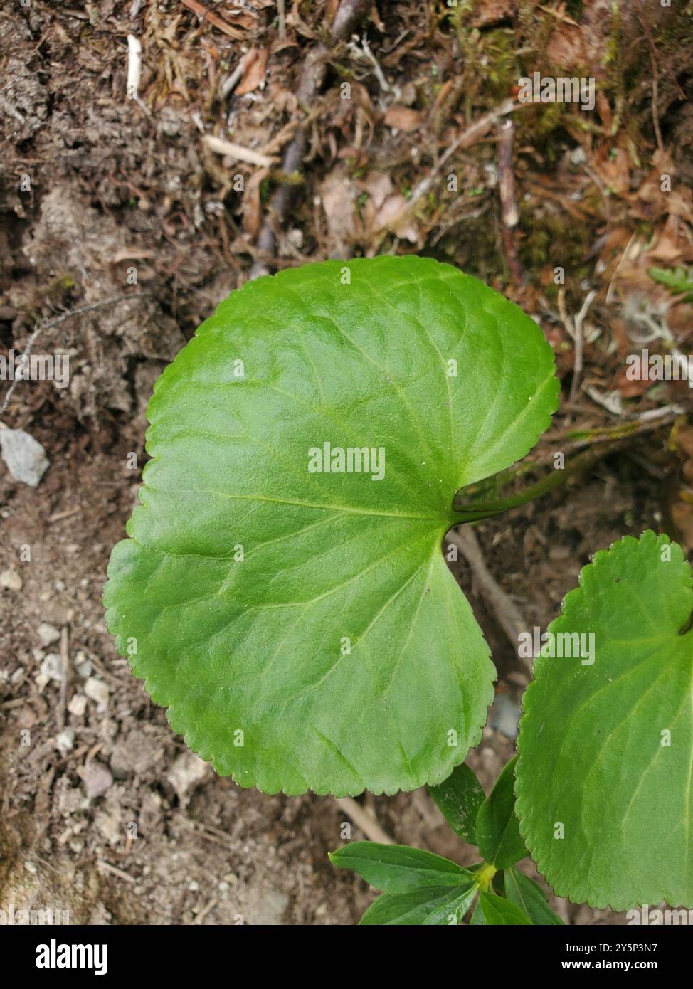 Deer-cabbage (Nephrophyllidium crista-galli) Plantae Stock Photo - Alamy