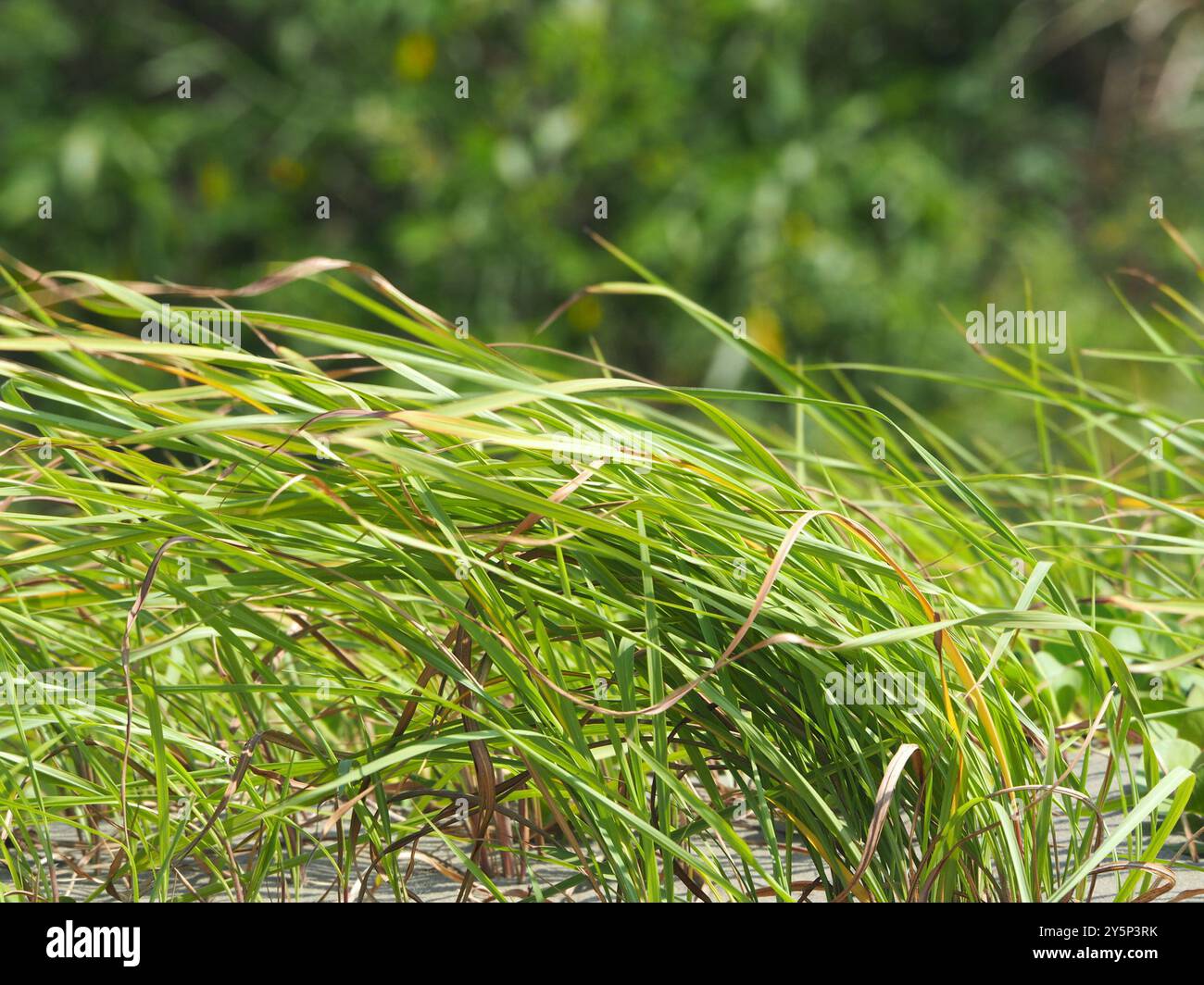 Cogon Grass (Imperata cylindrica) Plantae Stock Photo - Alamy