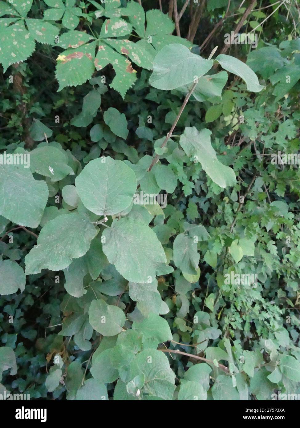Wayfaring-tree (Viburnum lantana) Plantae Stock Photo - Alamy