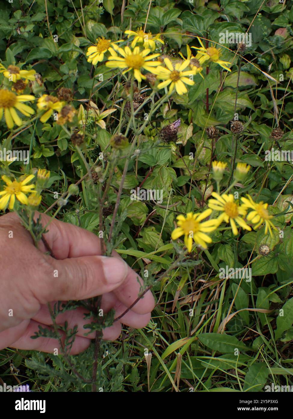 Hoary Ragwort (Jacobaea erucifolia) Plantae Stock Photo - Alamy