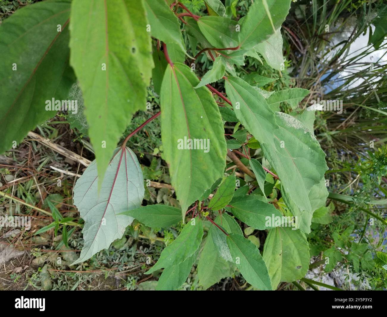 swamp rose mallow (Hibiscus moscheutos) Plantae Stock Photo - Alamy