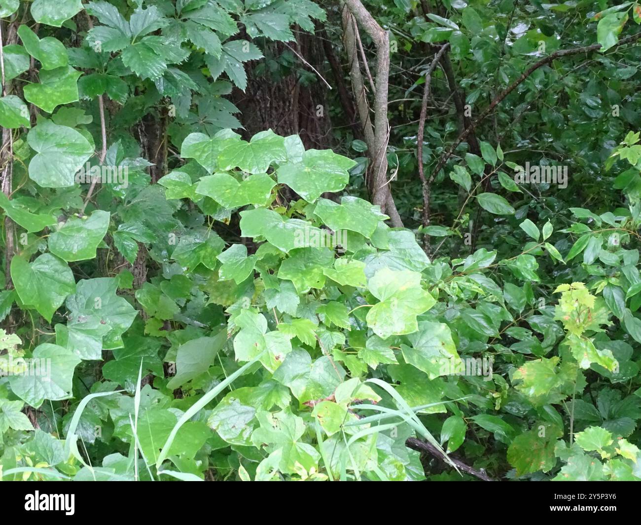 moonseed (Menispermum canadense) Plantae Stock Photo - Alamy