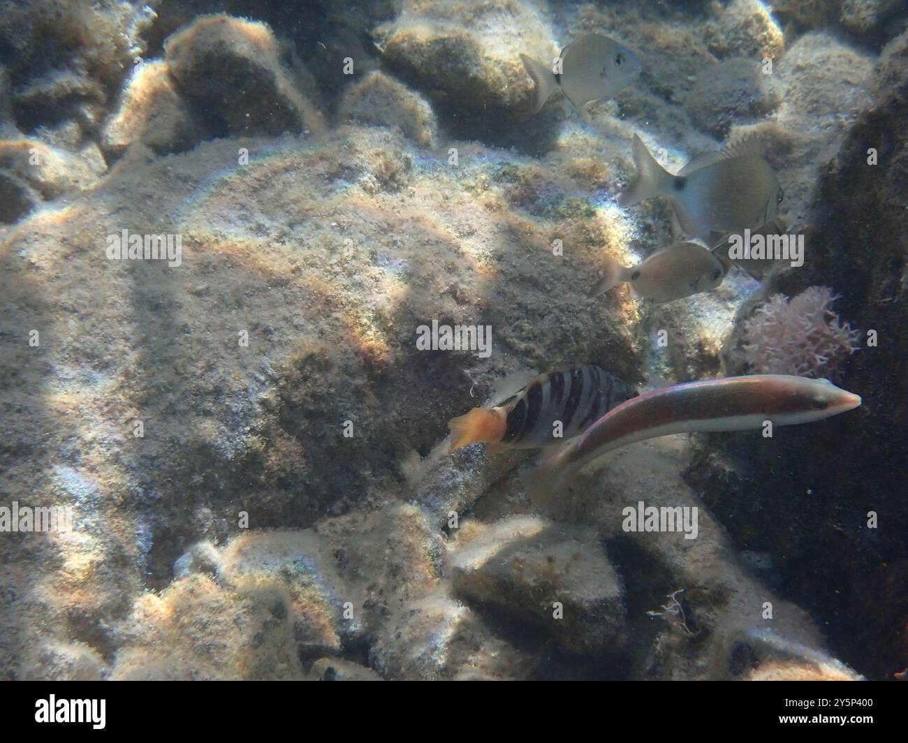 Mediterranean Rainbow Wrasse (Coris julis) Actinopterygii Stock Photo ...