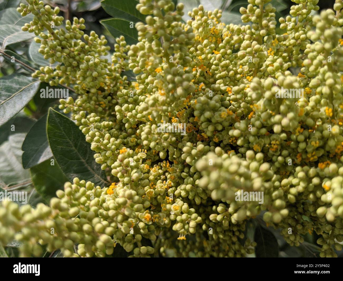 shining sumac (Rhus copallinum) Plantae Stock Photo - Alamy
