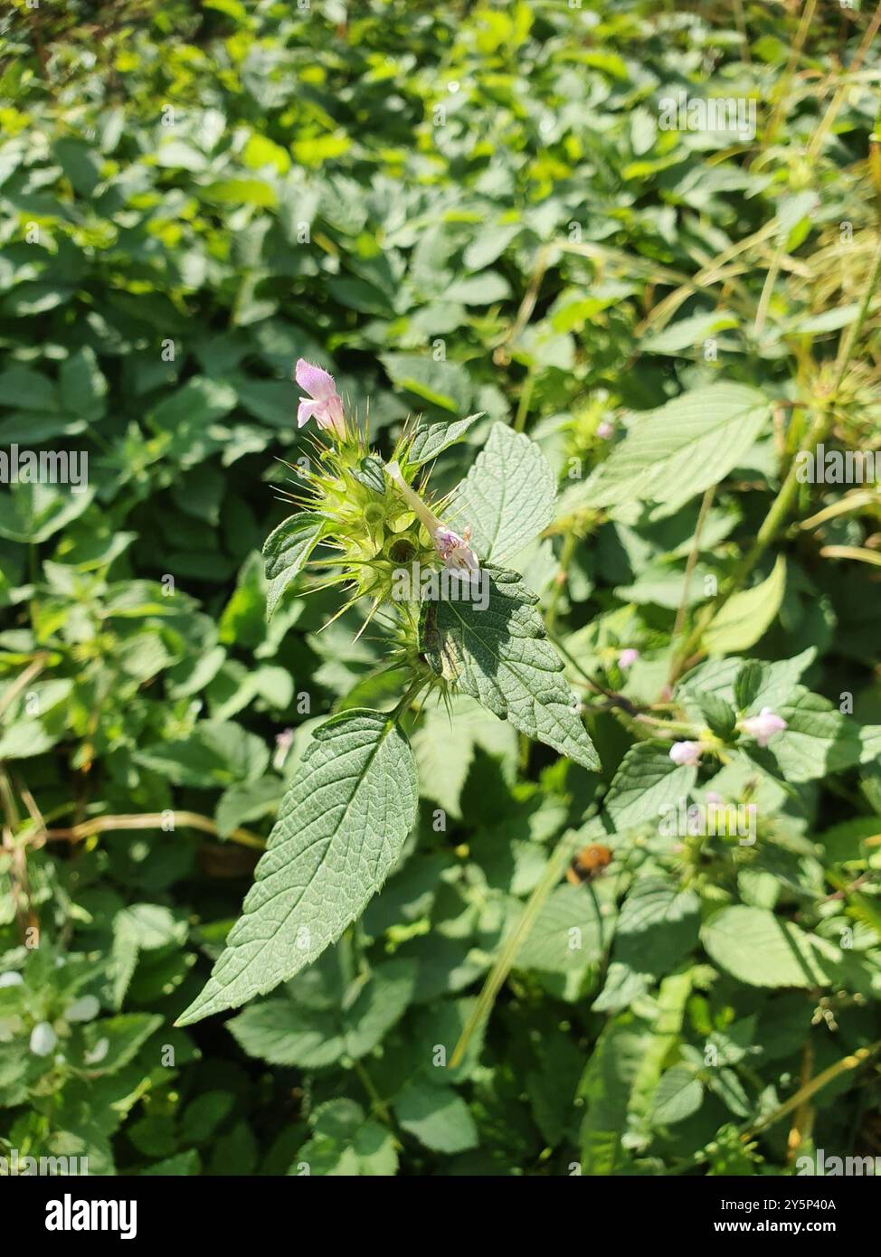 Common hemp-nettle (Galeopsis tetrahit) Plantae Stock Photo - Alamy