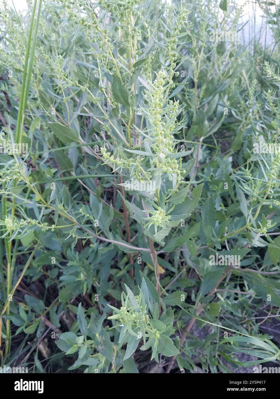marsh elder (Iva frutescens) Plantae Stock Photo - Alamy