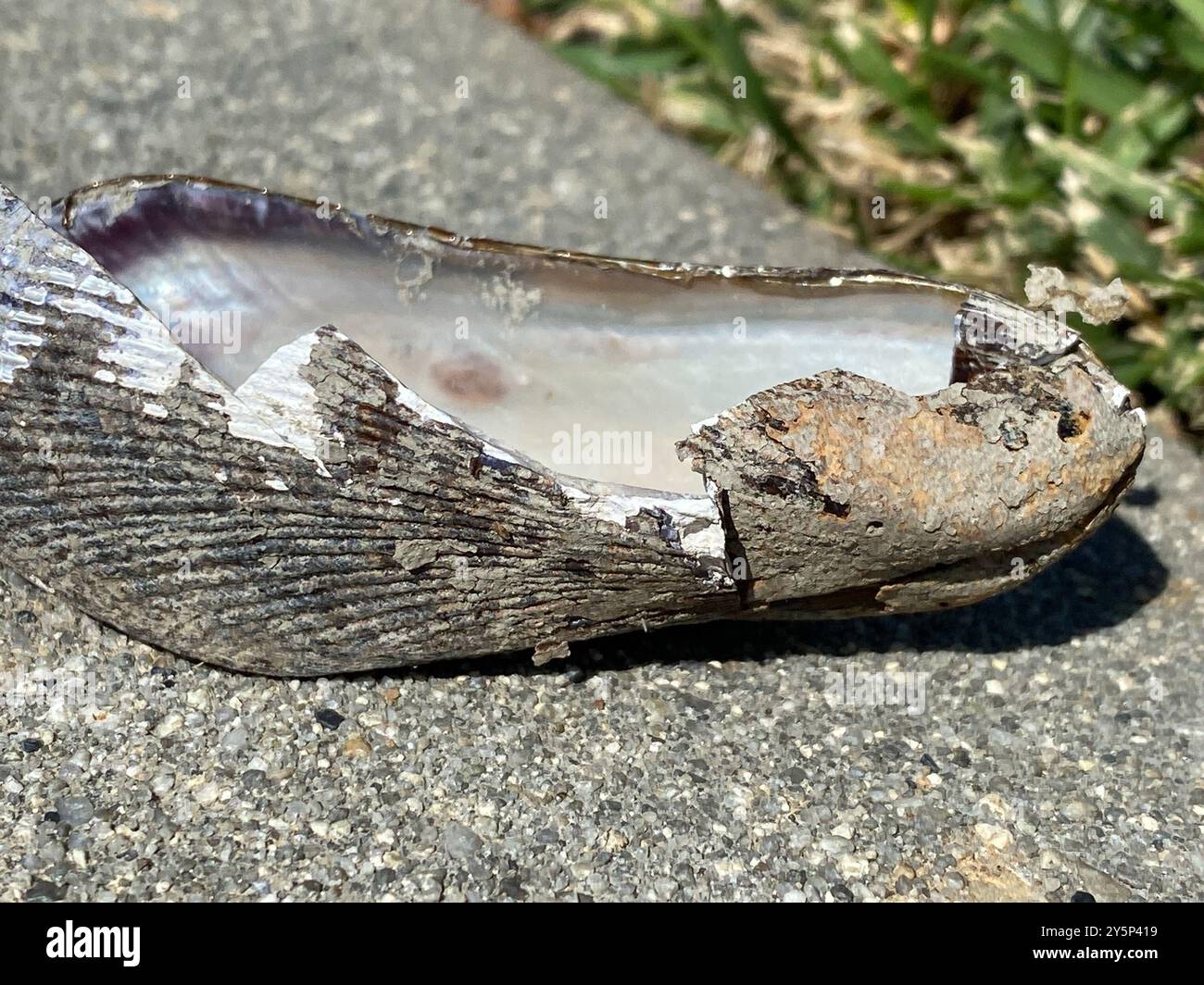 Atlantic Ribbed Mussel (Geukensia demissa) Mollusca Stock Photo - Alamy